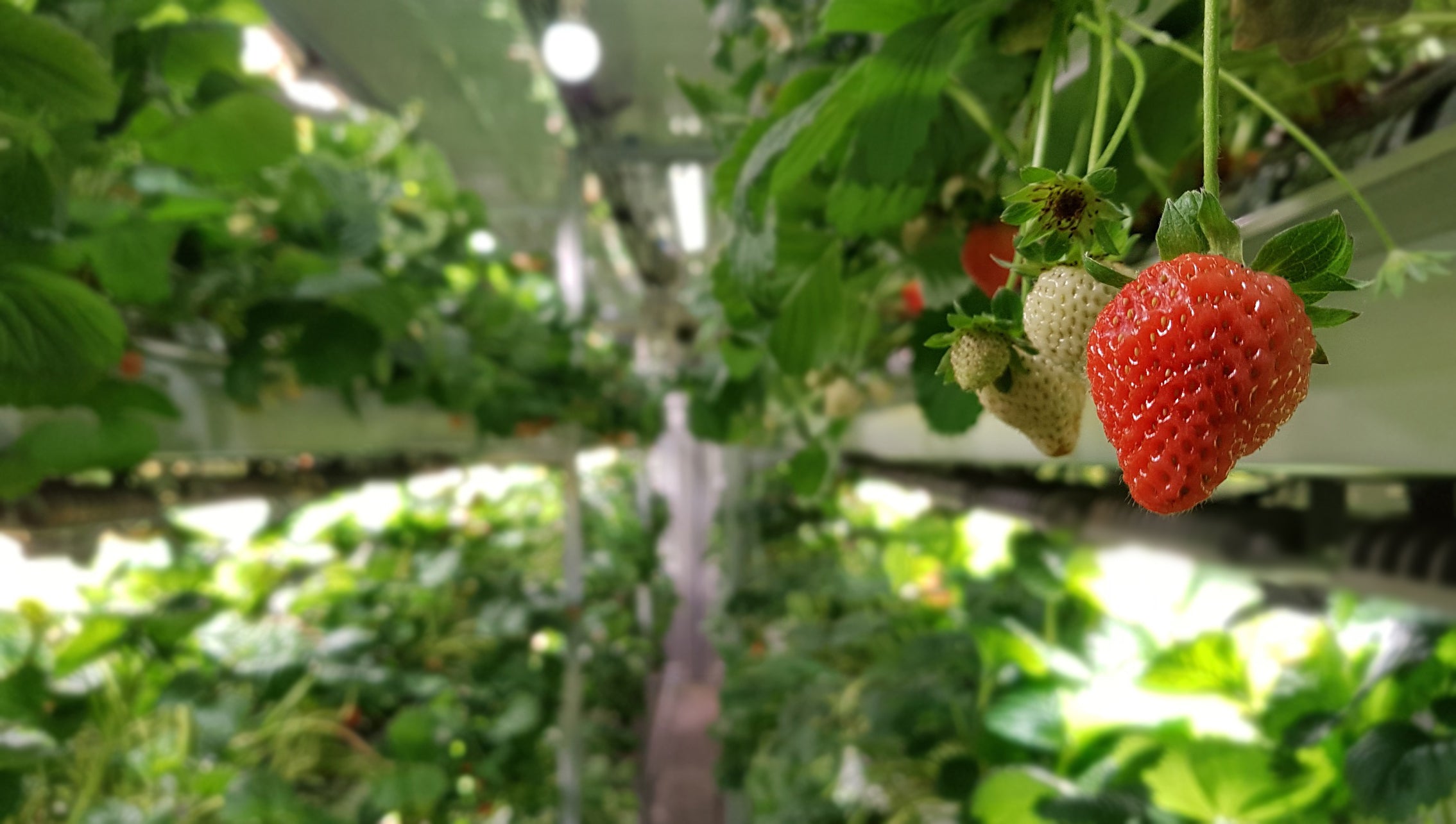 Grow Dynamics - Vertical Farm and Container Farms Developers